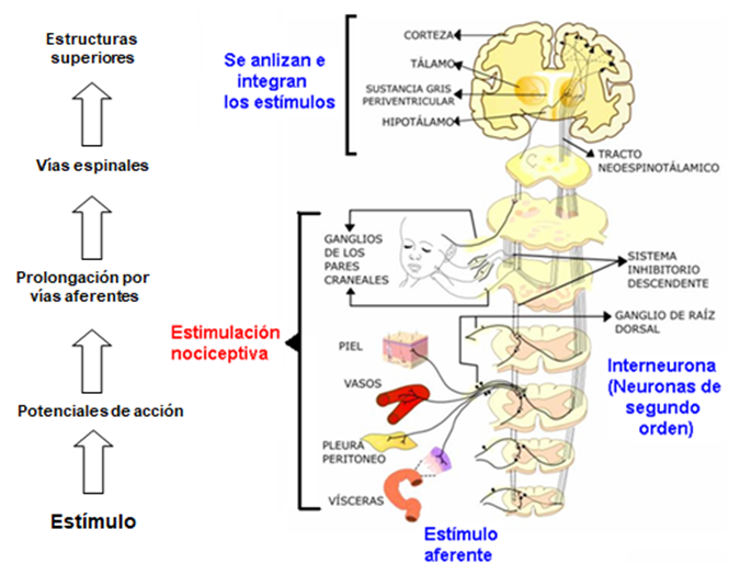 LOS PASOS QUE SIGUE EL ESTÍMULO DOLOROSO – Manejando el Dolor