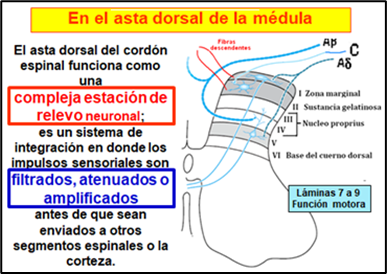 El asta dorsal de la Médula Espinal – Manejando el Dolor